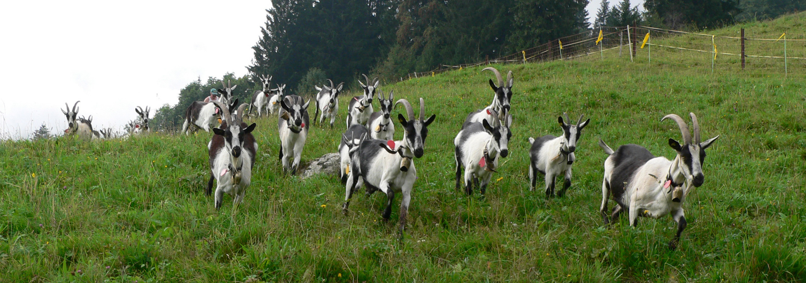 Caprini | Beratungs- und Gesundheitsdienst für Kleinwiederkäuer BGK